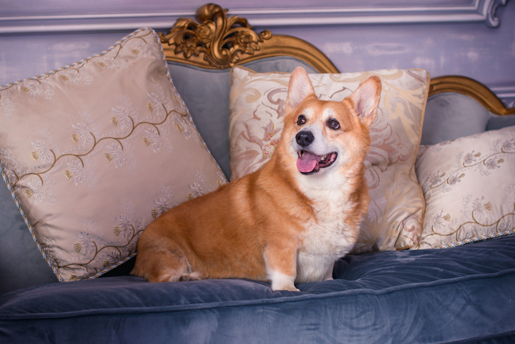 55 Corgi Facts That Make Them The Best Pets — Best Life
