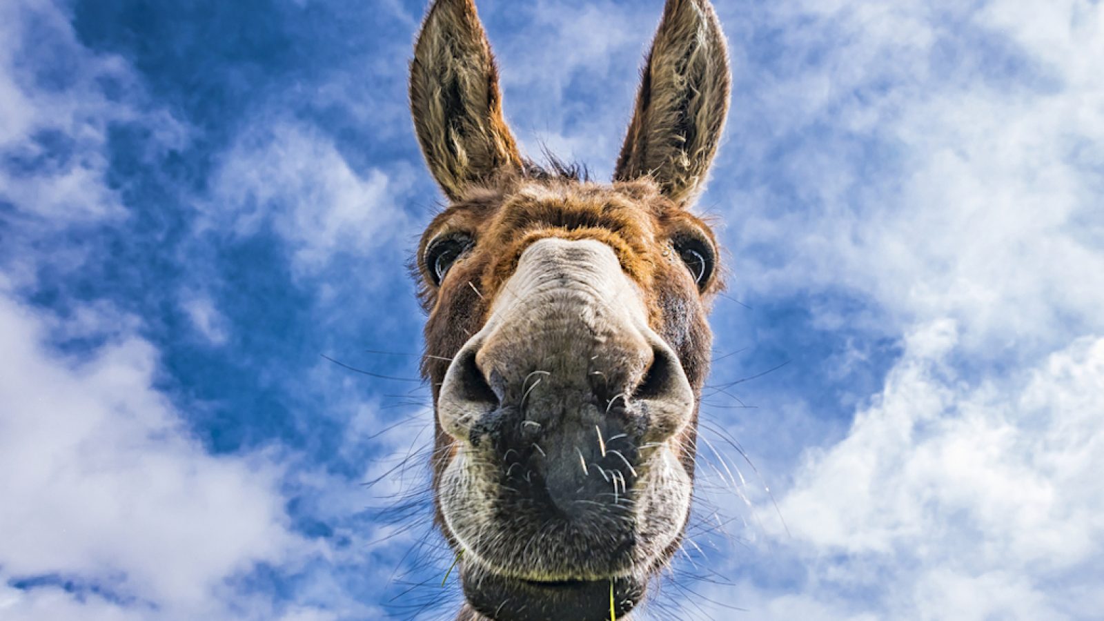 17 Commonly Confused Things And How They're Different — Best Life