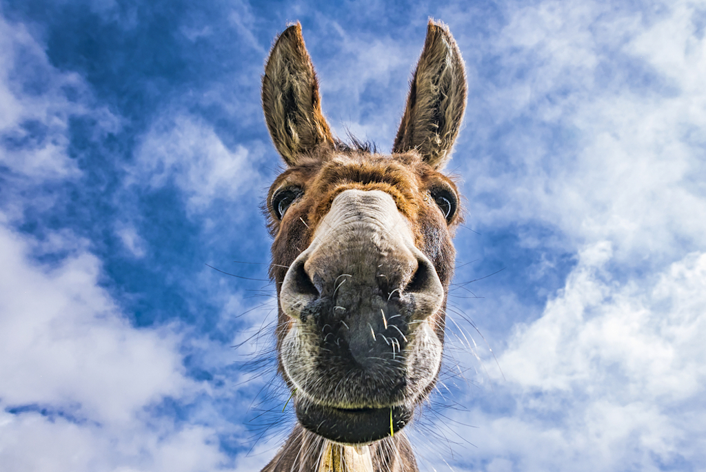 30 Craziest Emotional Support Animals People Really Have — Best Life