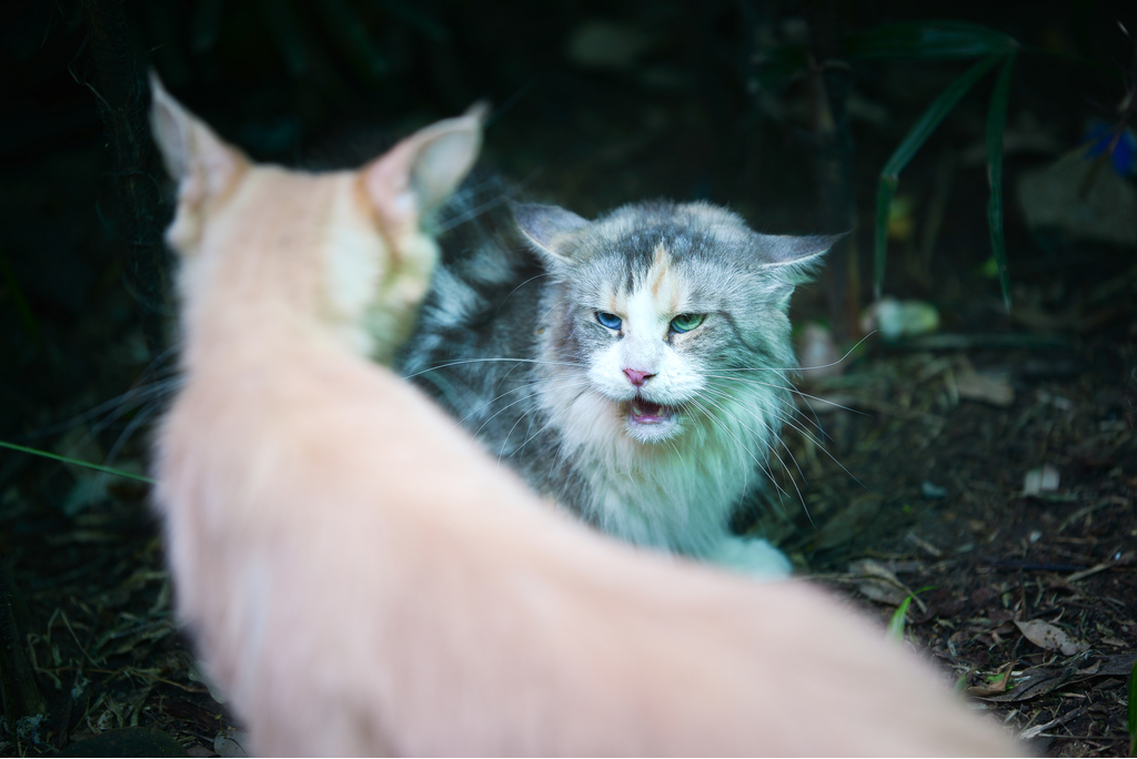 30 Surprising Ways Your Cat Communicates With You — Best Life