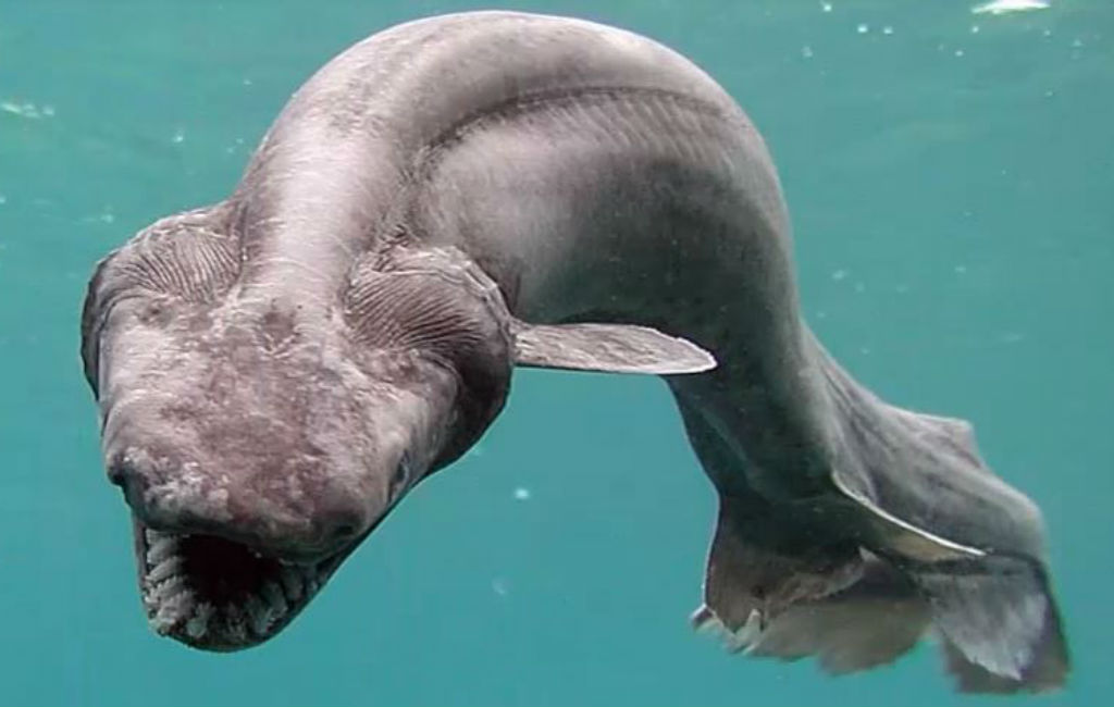 20 Bizarre Sea Creatures That Look Like They're Not Real