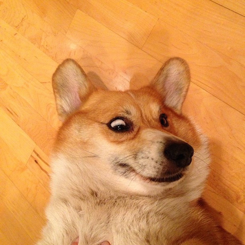 55 Corgi Facts That Make Them The Best Pets — Best Life