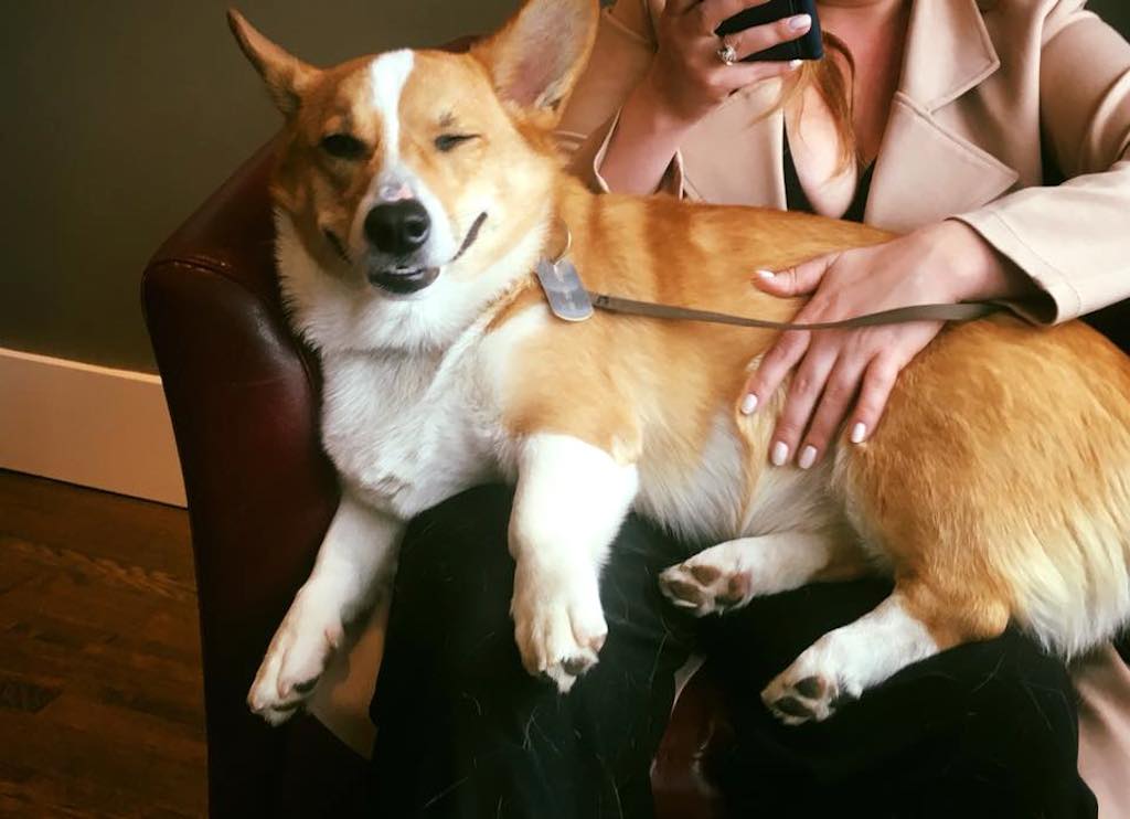 25 Photos Proving Dogs Are the Best Co-Workers — Best Life