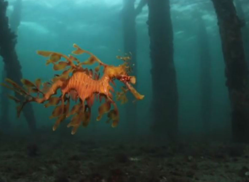 20 Bizarre Sea Creatures That Look Like They're Not Real