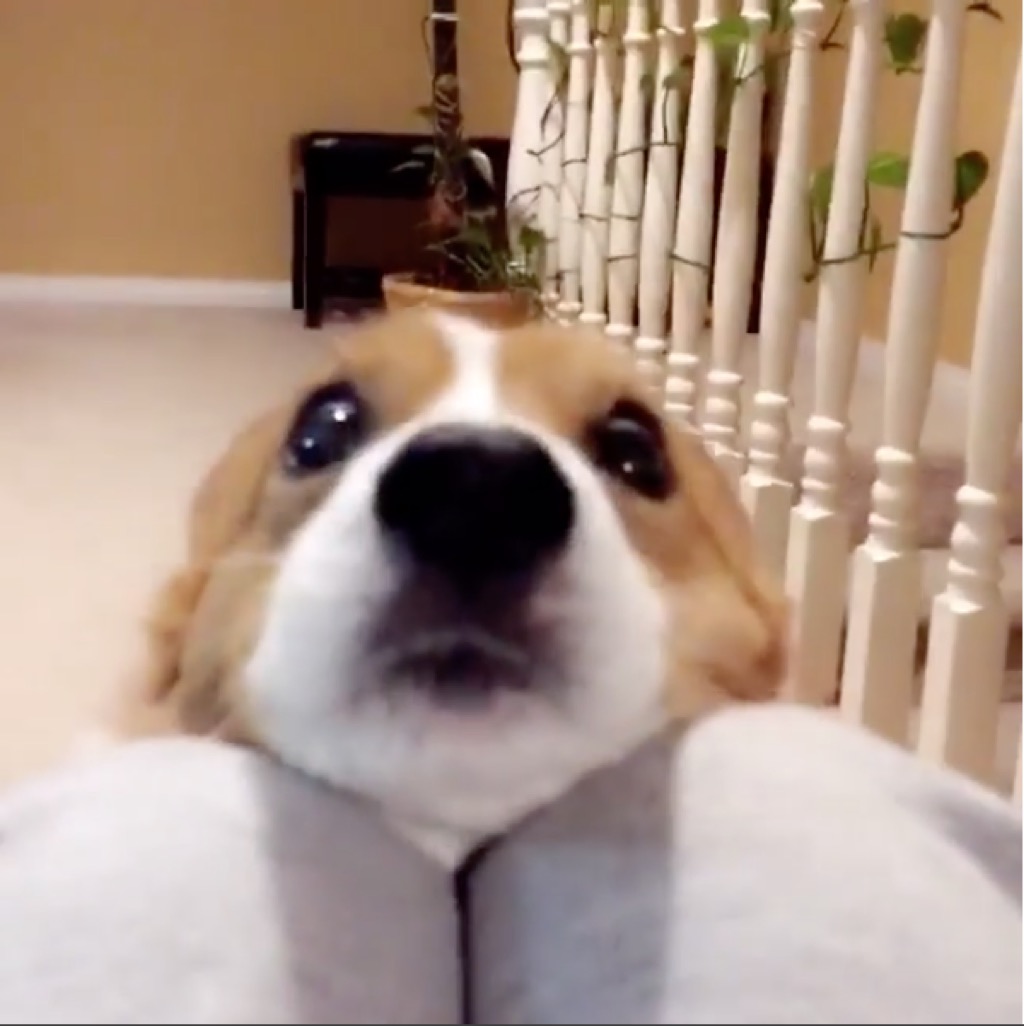 55 Corgi Facts That Make Them The Best Pets — Best Life