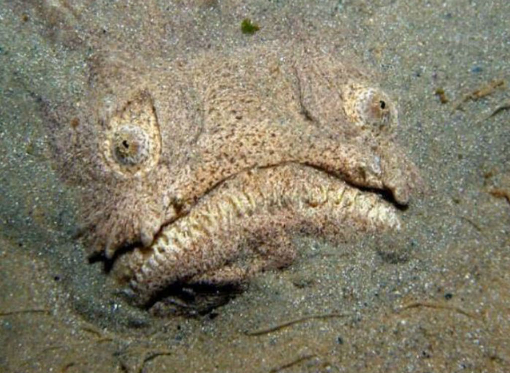 20 Bizarre Sea Creatures That Look Like They're Not Real