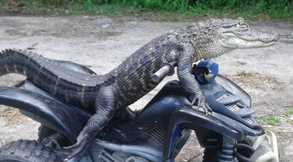 20 Craziest Pets People Actually Own — Best Life