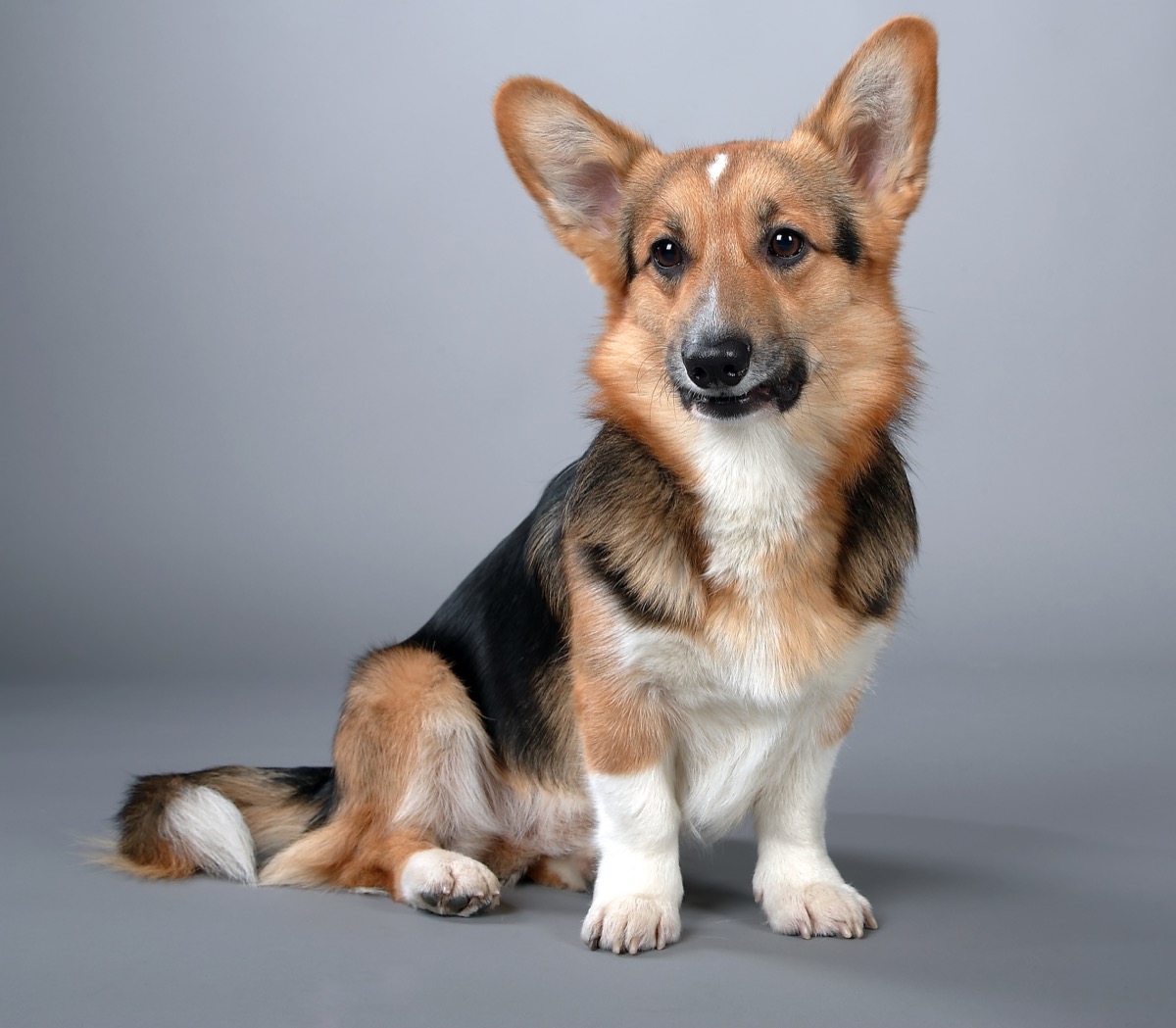 55 Corgi Facts That Make Them The Best Pets — Best Life