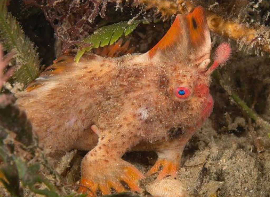 20 Bizarre Sea Creatures That Look Like They're Not Real