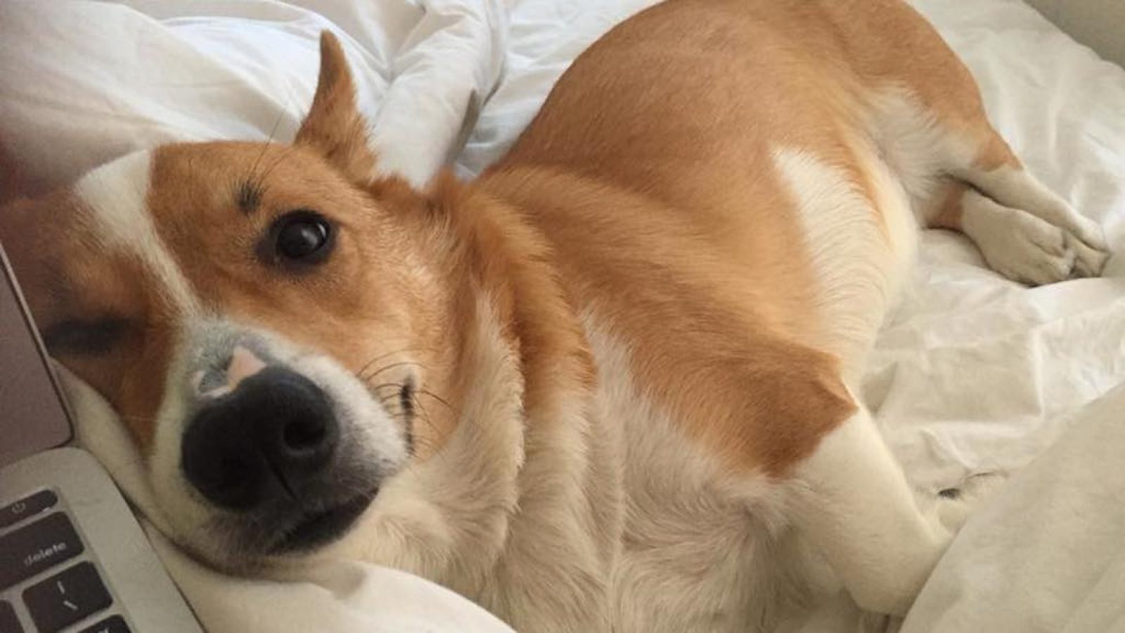 55 Corgi Facts That Make Them The Best Pets — Best Life