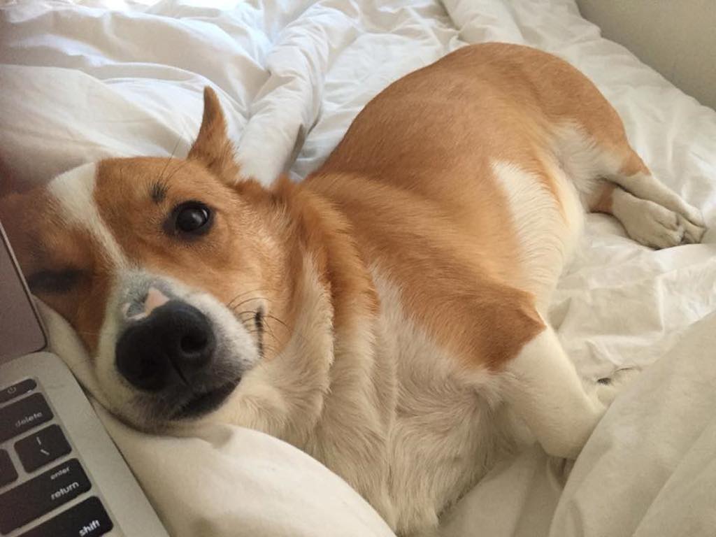 55 Corgi Facts That Make Them The Best Pets — Best Life