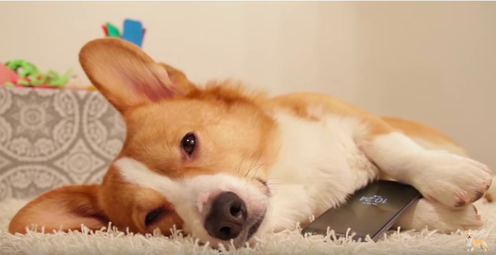 55 Corgi Facts That Make Them The Best Pets — Best Life