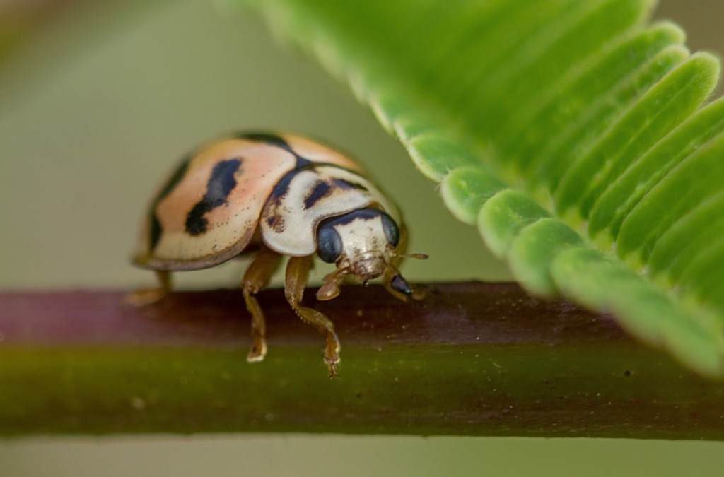 These Are the 50 Most Dangerous Bugs in America