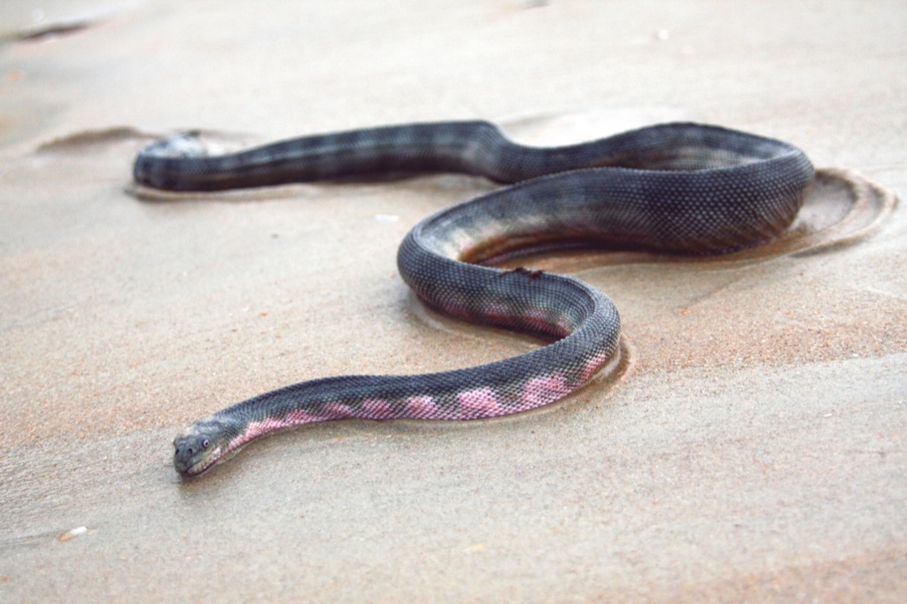 20 Sea Creatures More Dangerous Than Sharks — Best Life