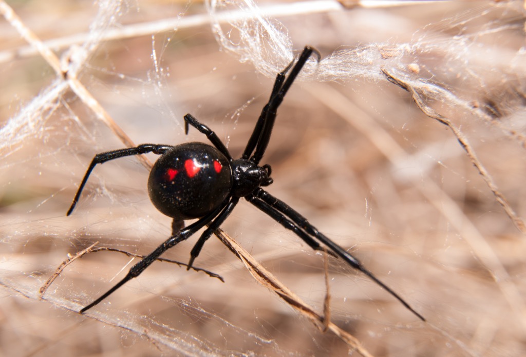 These Are the 50 Most Dangerous Bugs in America