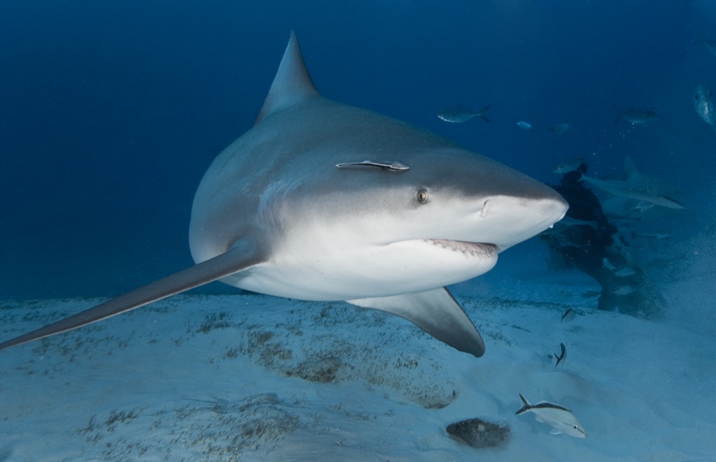 50 Shocking Facts about Sharks — Best Life
