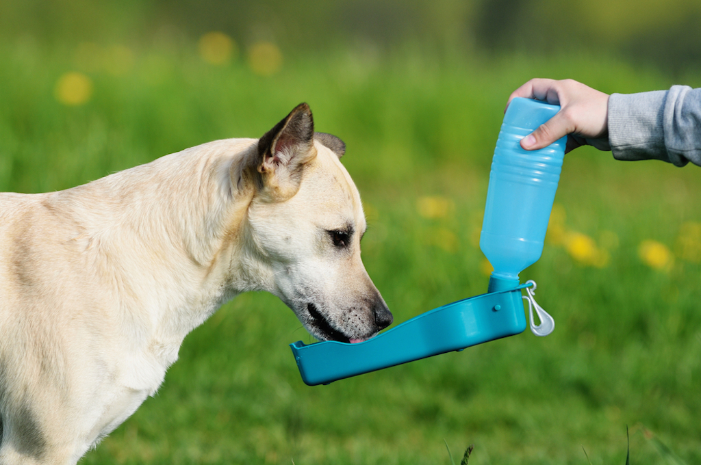 5 Genius Ways to Keep Your Dog Cool This Summer — Best Life