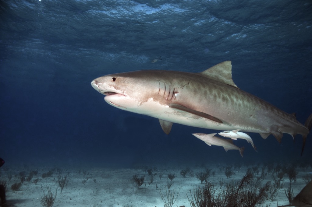 50 Shocking Facts about Sharks — Best Life