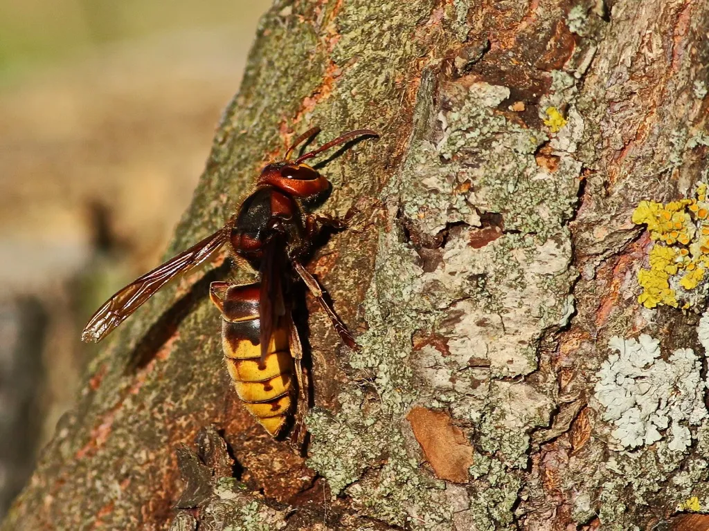 These Are the 50 Most Dangerous Bugs in America