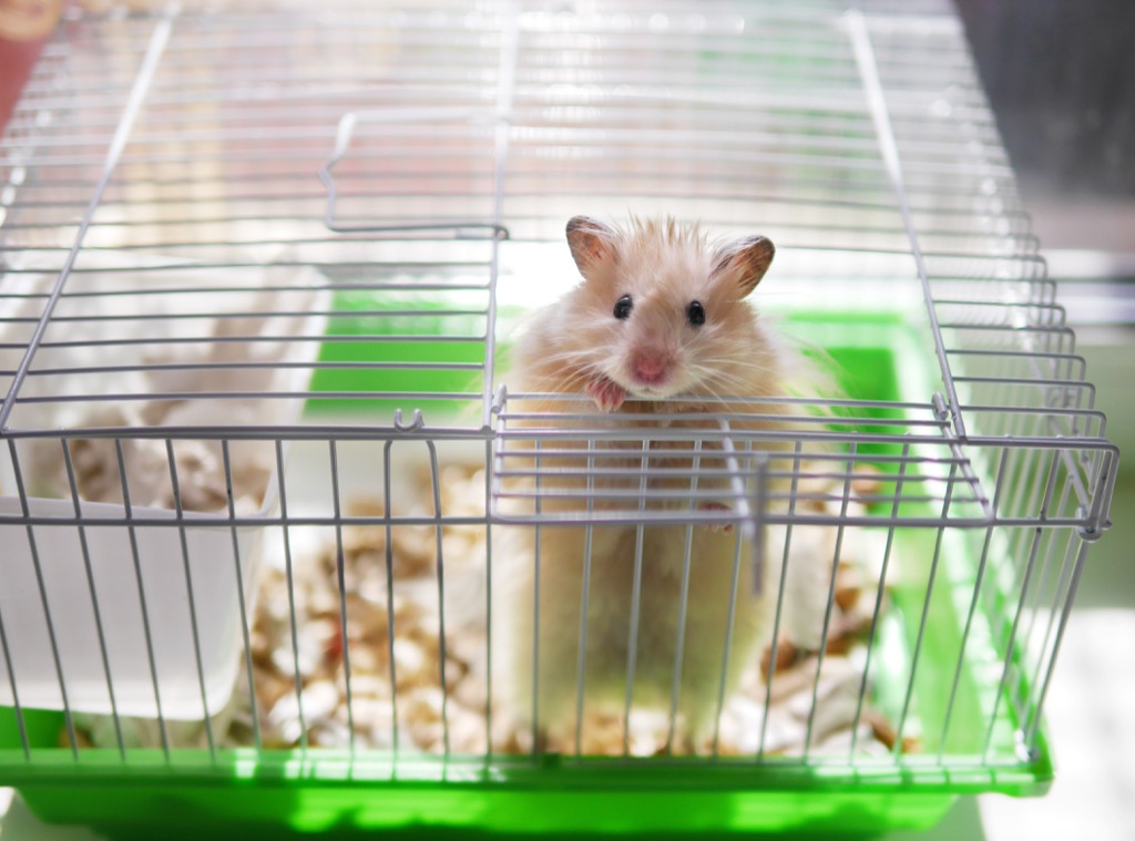 30 Craziest Emotional Support Animals People Really Have — Best Life