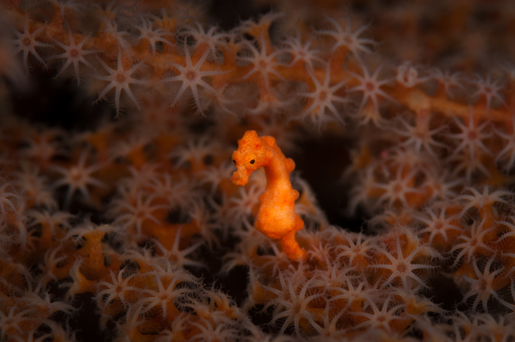 23 Smallest Animals on the Planet — Best Life