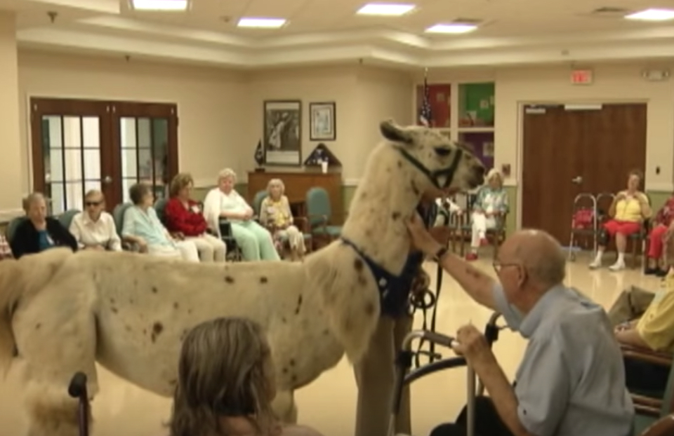 40 Animals That Are Real-Life Heroes — Best Life