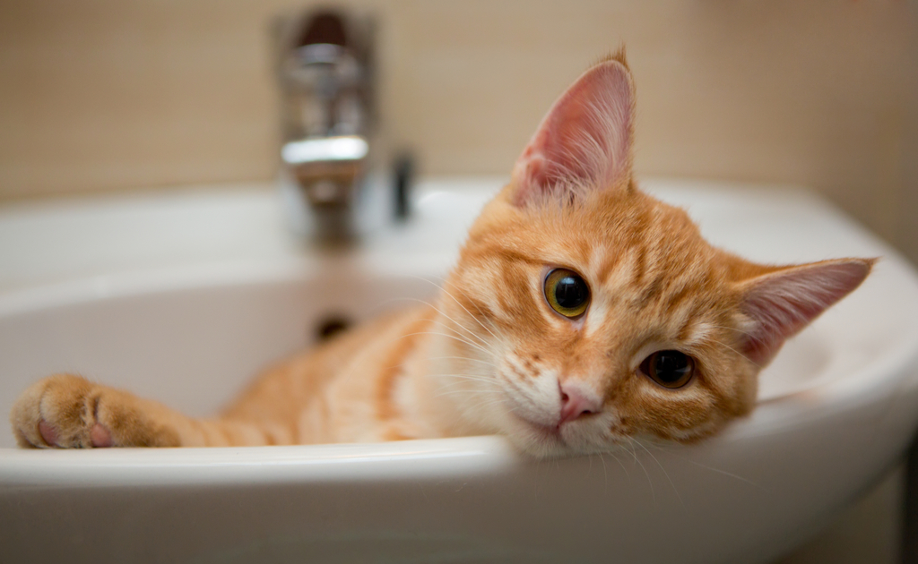 40 Animals That Are Real-Life Heroes — Best Life