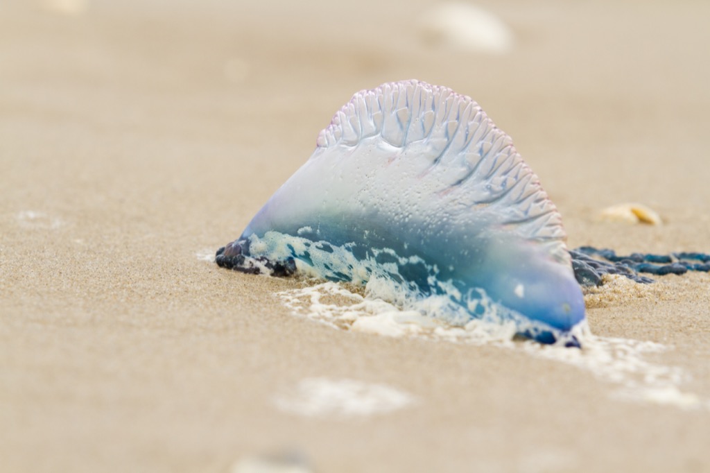 15 Terrifying Things in the Ocean That Can Sting You — Best Life