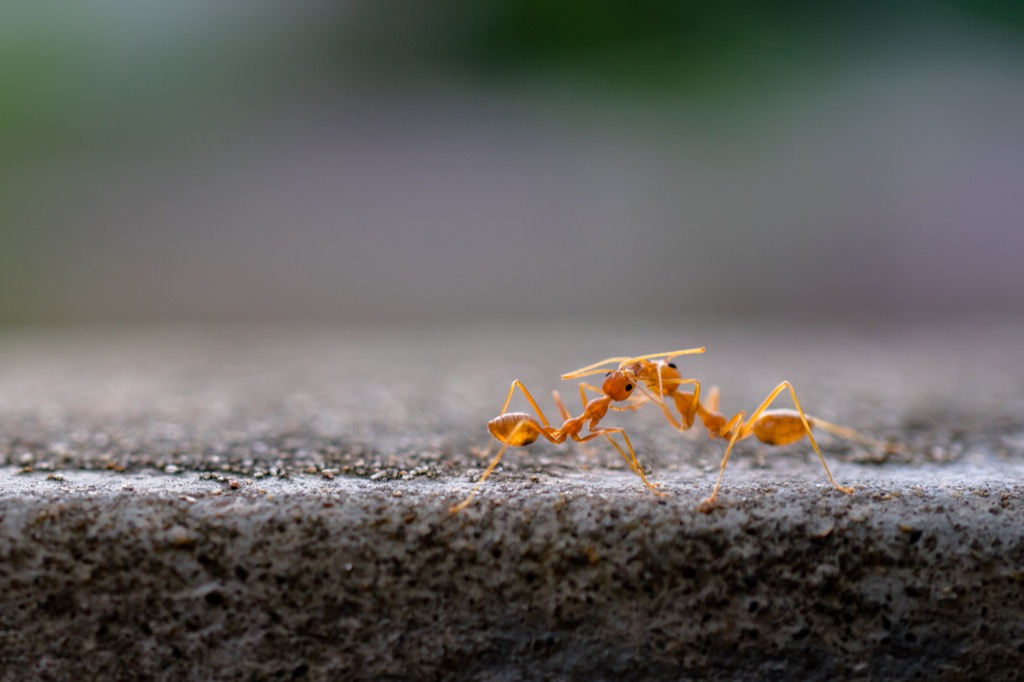 These Are the 50 Most Dangerous Bugs in America