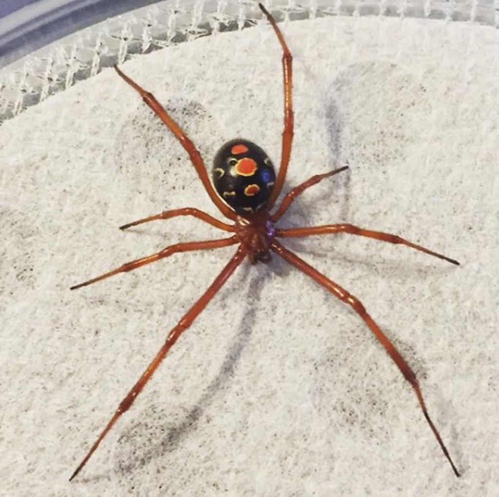 33 Totally Creepy Facts About Spiders That Will Give You Goosebumps ...