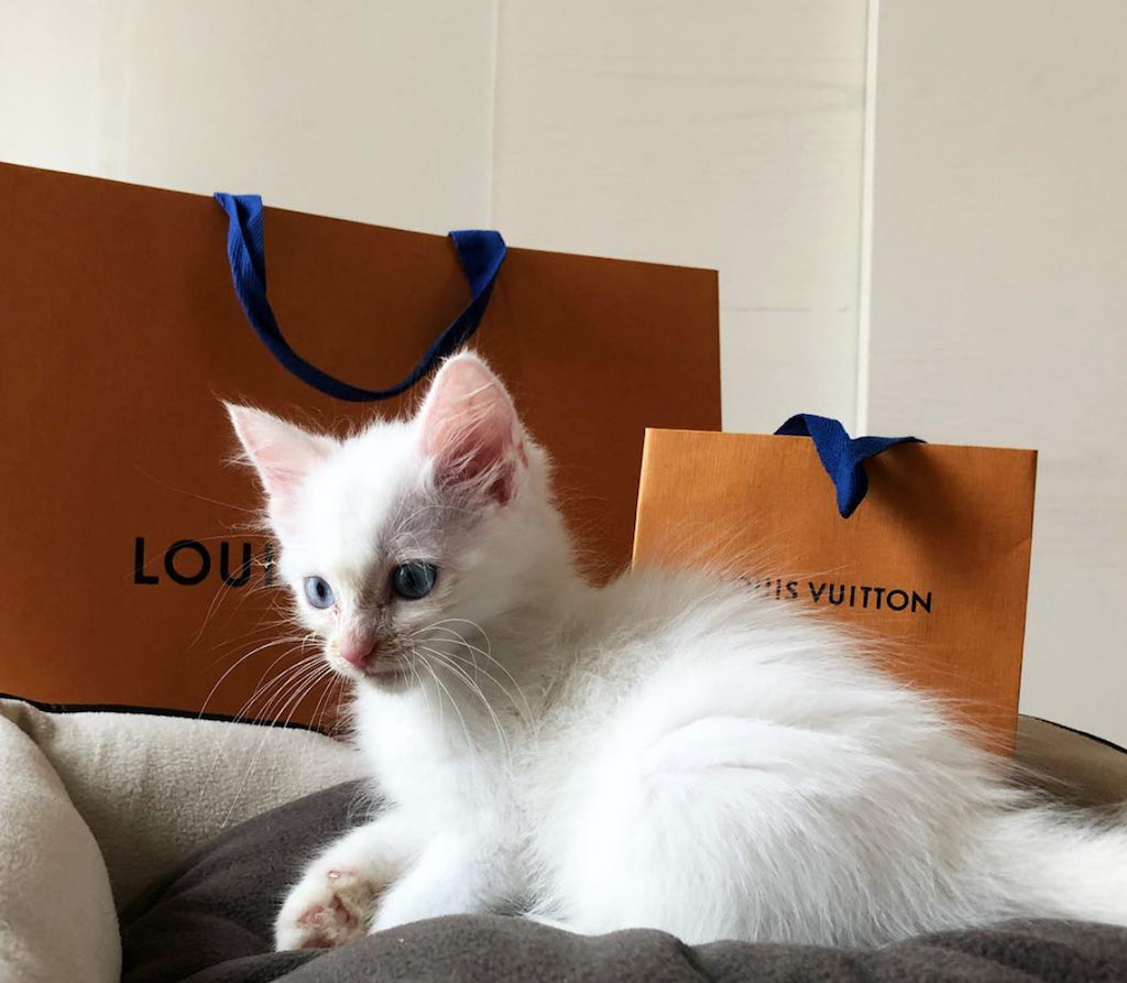 40 Pets That Are Living the Good Life — Best Life