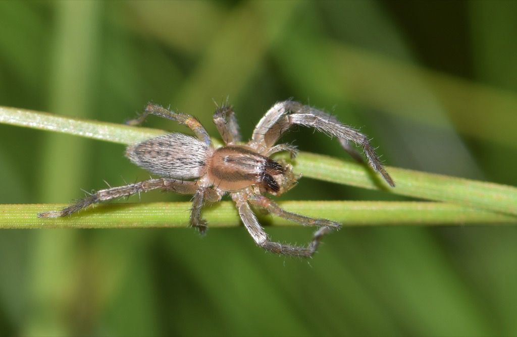 These Are the 50 Most Dangerous Bugs in America