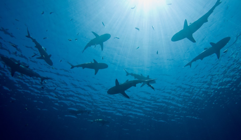 50 Shocking Facts about Sharks — Best Life