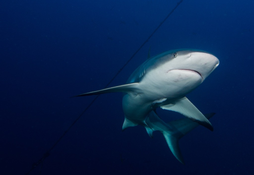 50 Shocking Facts about Sharks — Best Life