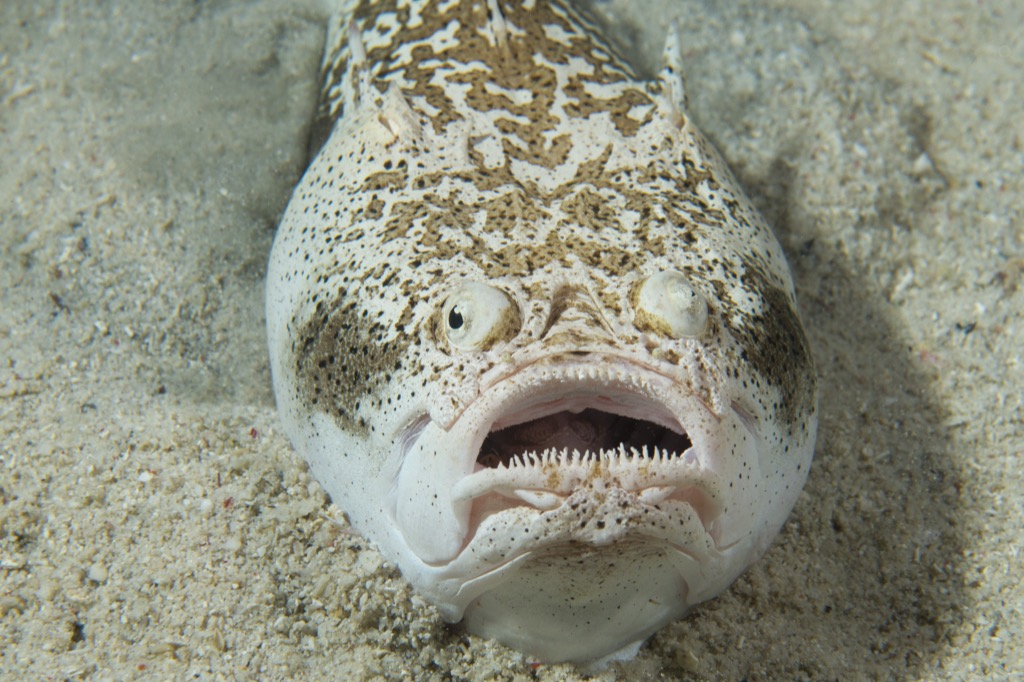 20 Sea Creatures More Dangerous Than Sharks — Best Life