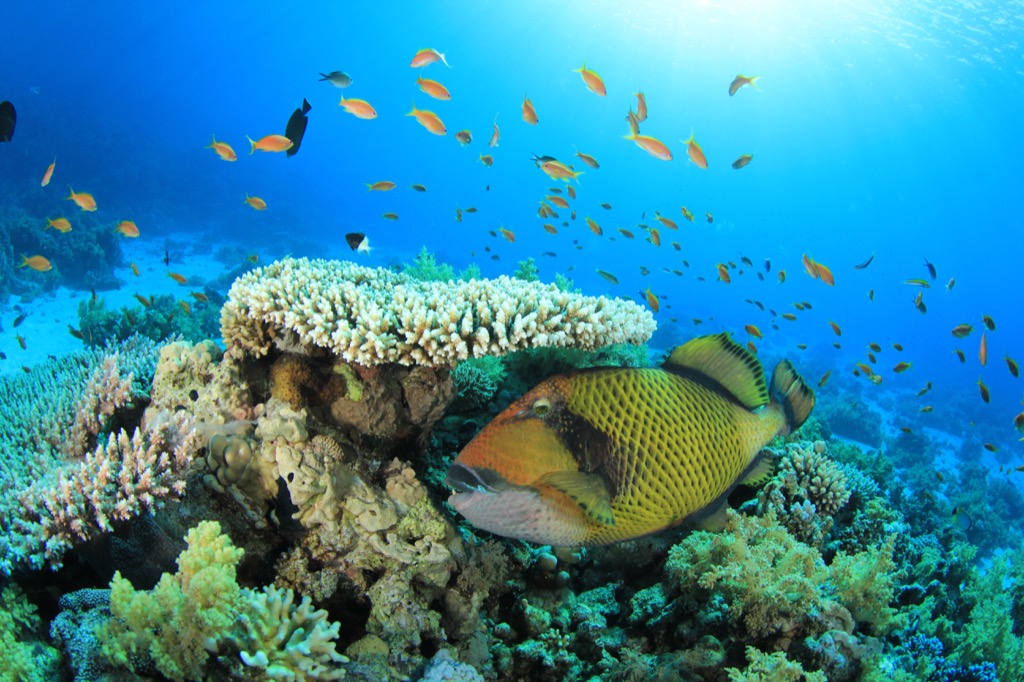 20 Sea Creatures More Dangerous Than Sharks — Best Life