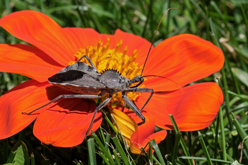 These Are the 50 Most Dangerous Bugs in America