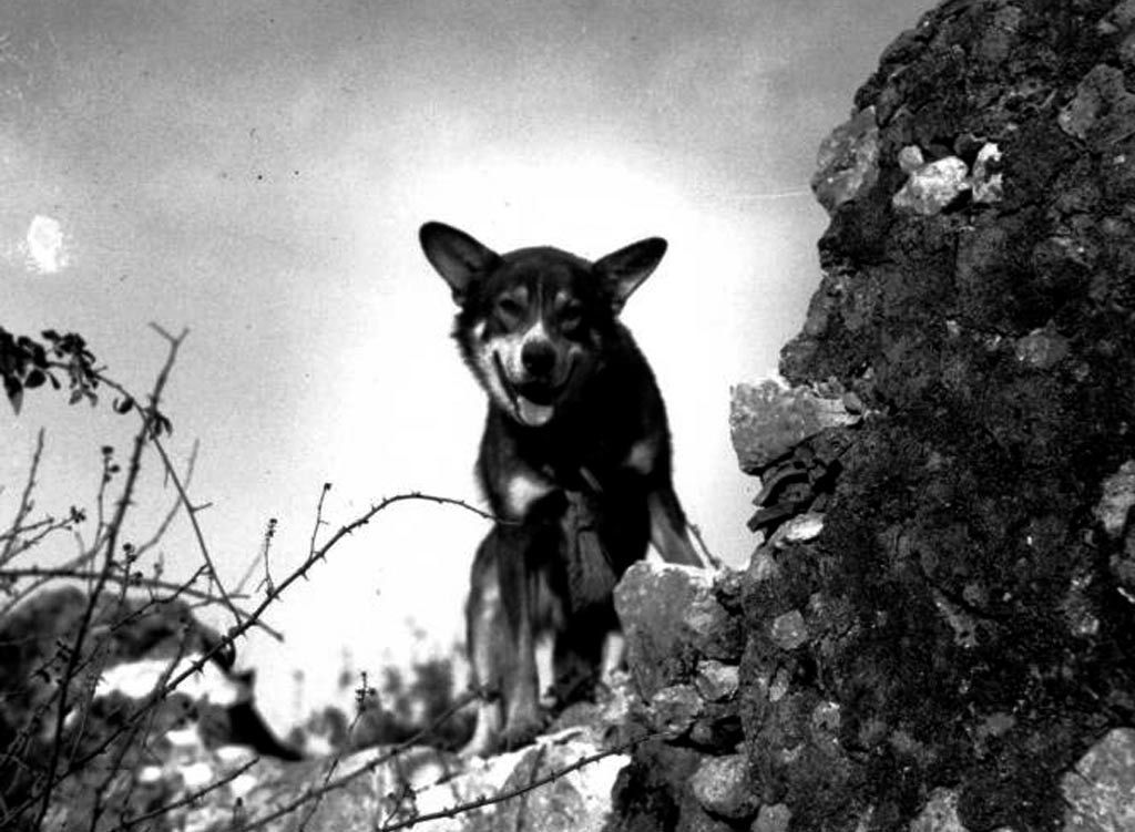 30 Most Important Dogs in American History — Best Life