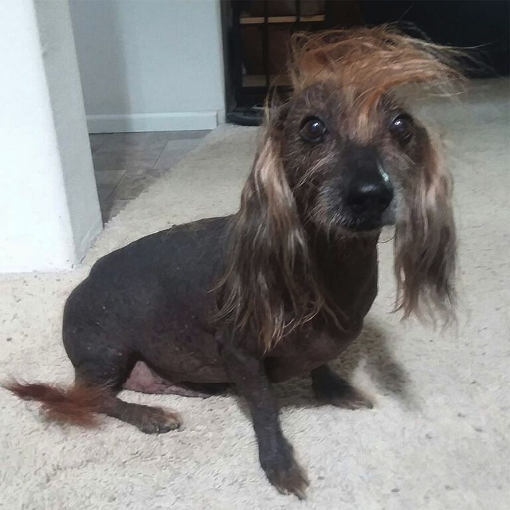 50 Dogs So Ugly They're Actually Cute — Best Life
