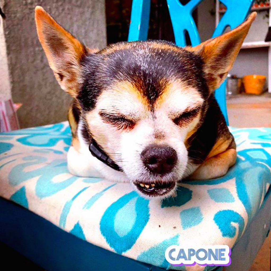 50 Dogs So Ugly They're Actually Cute — Best Life