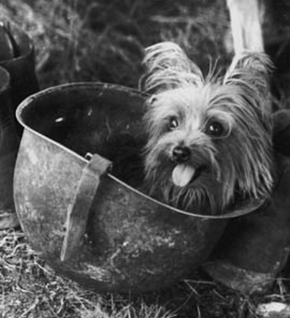30 Most Important Dogs in American History — Best Life