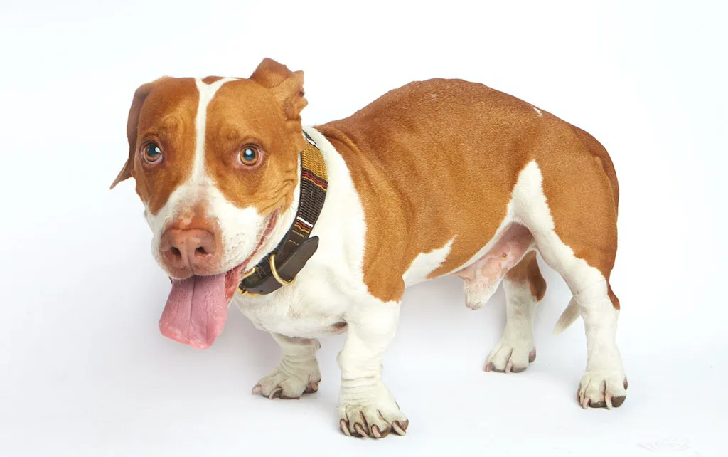 50 Dogs So Ugly They're Actually Cute - Best LifeBest Life