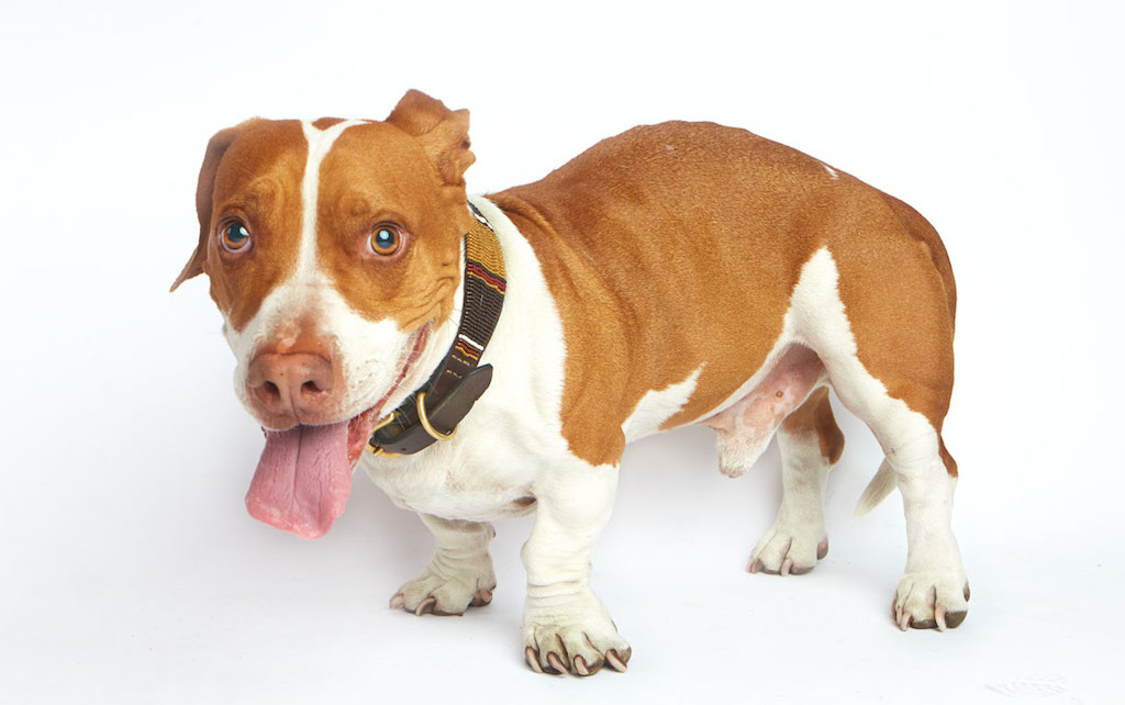 50 Dogs So Ugly They're Actually Cute - Best LifeBest Life