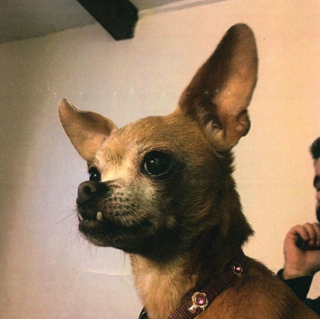 50 Dogs So Ugly They're Actually Cute — Best Life