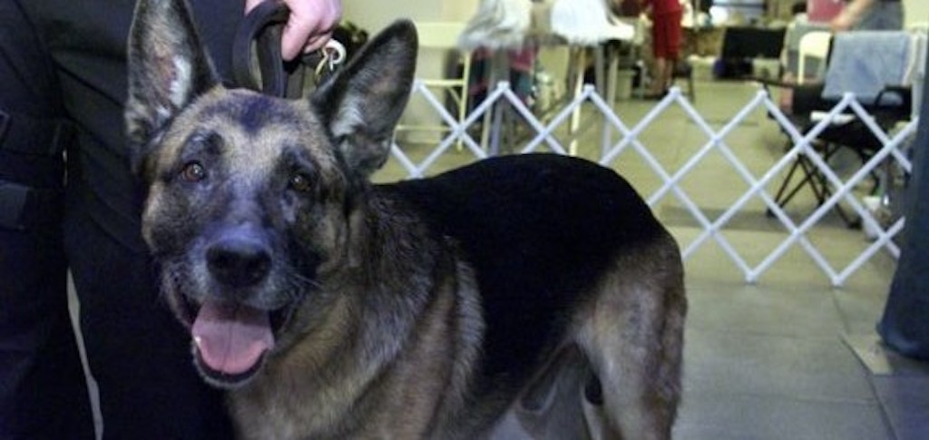 30 Most Important Dogs in American History — Best Life