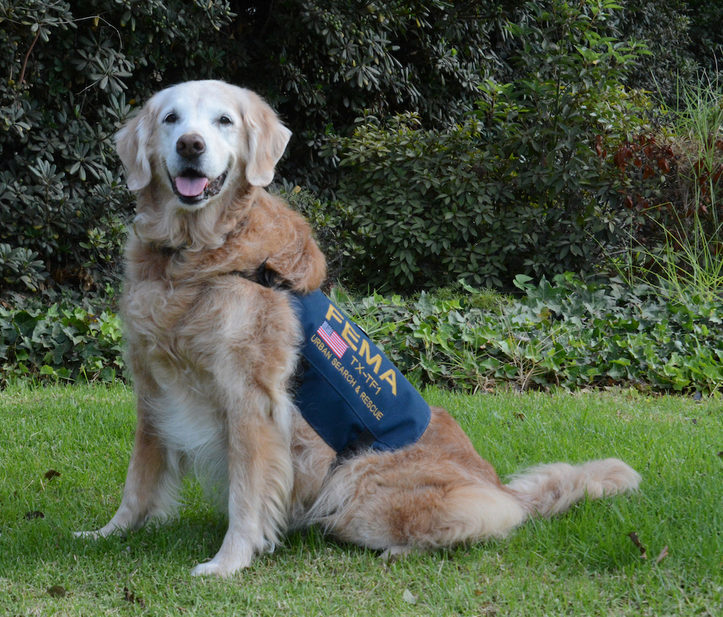 30 Most Important Dogs in American History — Best Life
