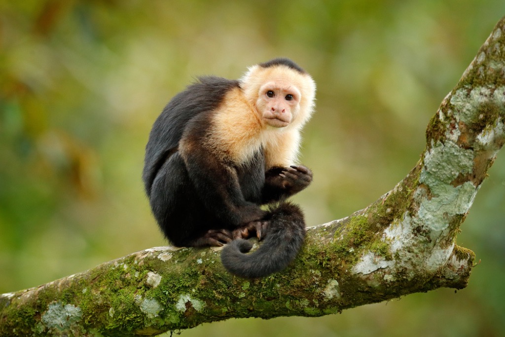 30 Craziest Emotional Support Animals People Really Have — Best Life