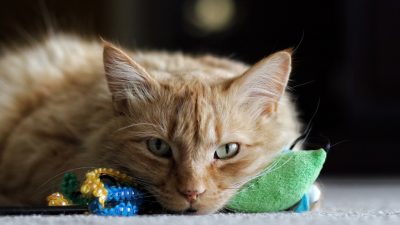 30 Cat Puns That Are Absolutely Hissterical — Best Life