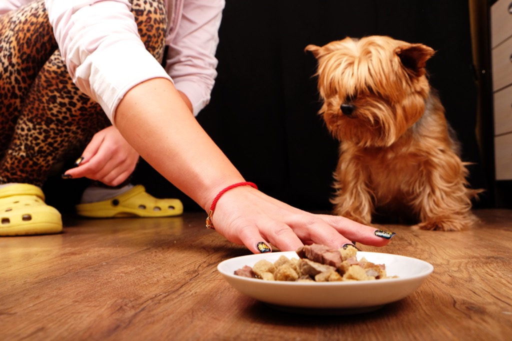 30 Subtle Signs Something's Wrong with Your Dog — Best Life