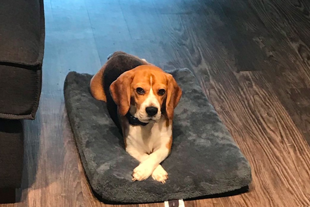 Video of Dog with No Nose Melts Hearts Everywhere, Goes Viral — Best Life